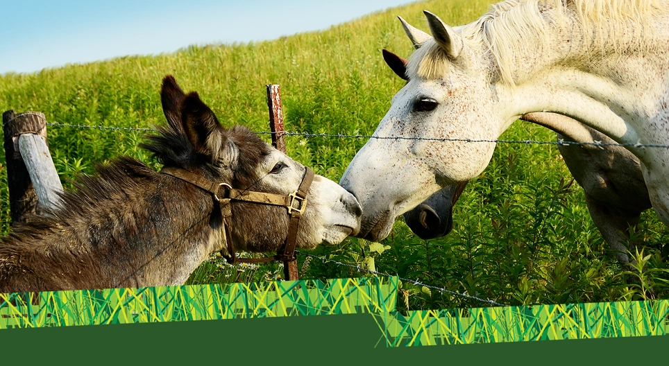 How To Differentiate Between A Donkey Horse And A Mule